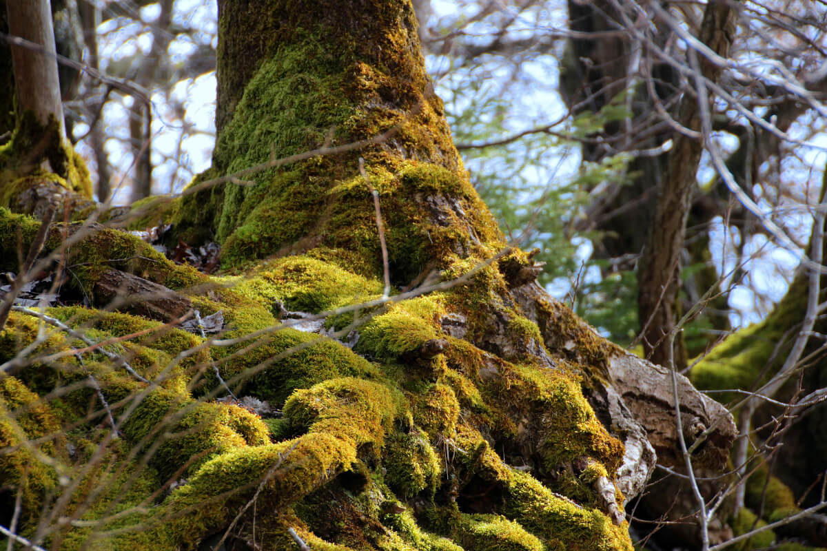 Returning to Our Roots: SCEC moves to Dorris Ranch - singingcreekcenter.org